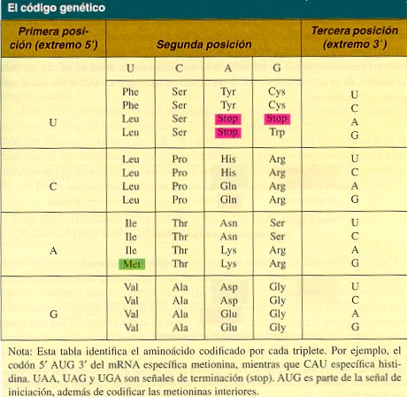 codigo.jpg (52017 bytes)
